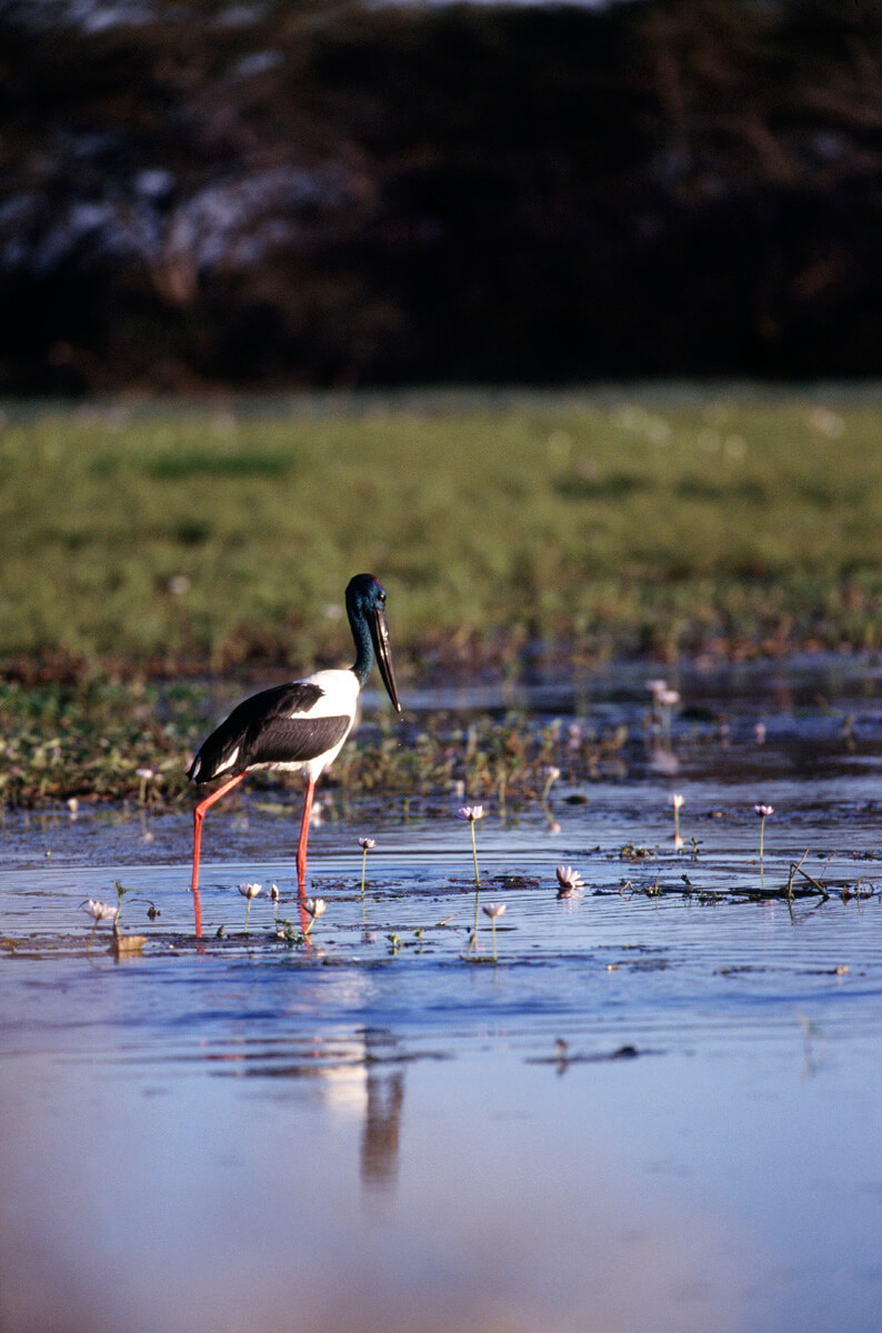 Experience the Beauty of the Northern Territory | Liv Australia Travel